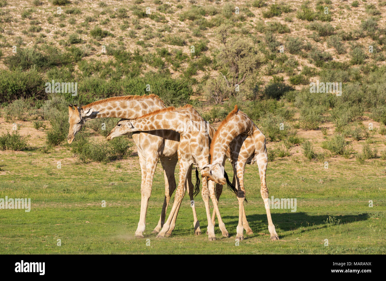 Southern Giraffe (Giraffa giraffa). Three males fighting with each ...