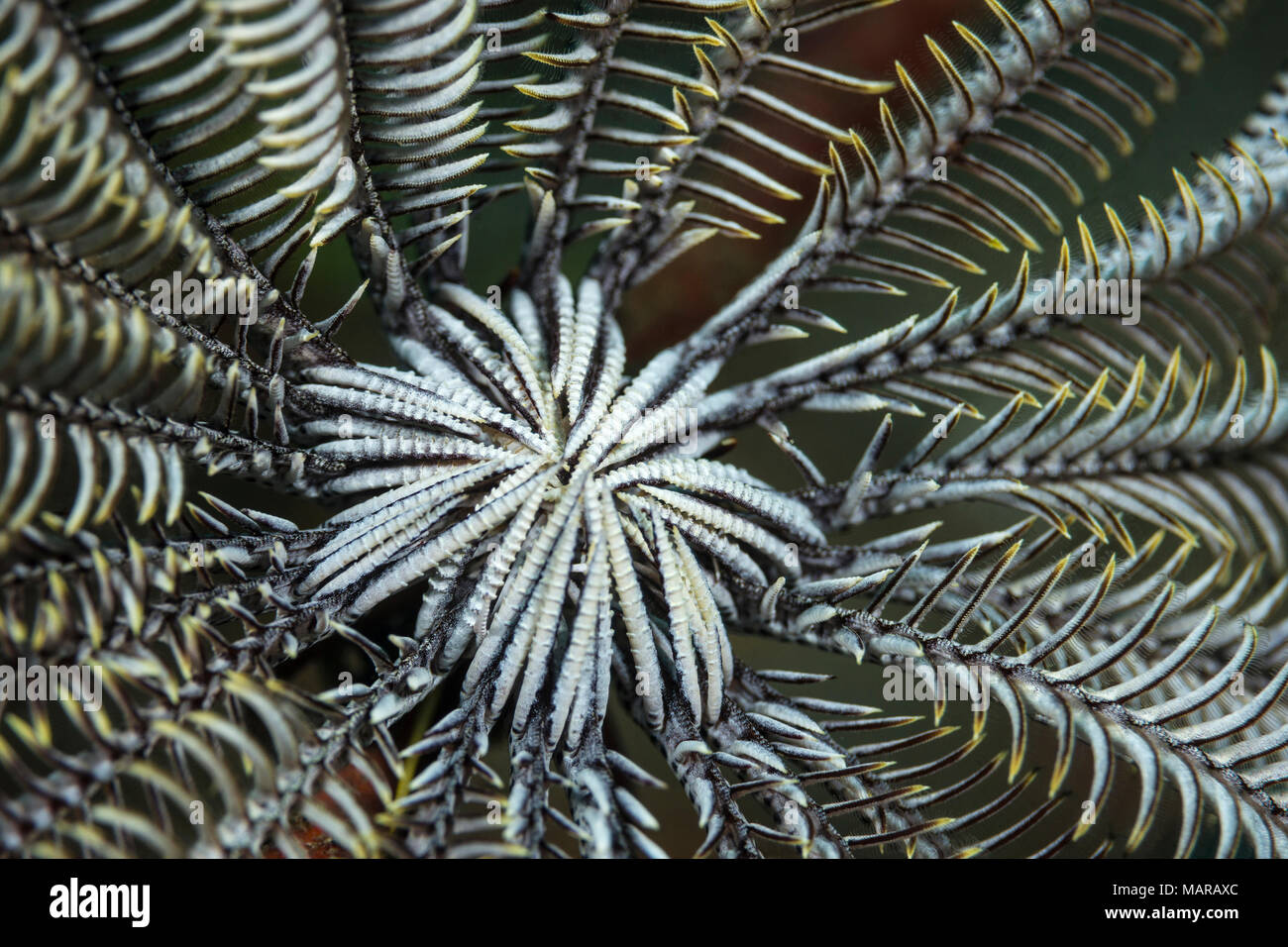Crinoid open, showing the centre Stock Photo - Alamy