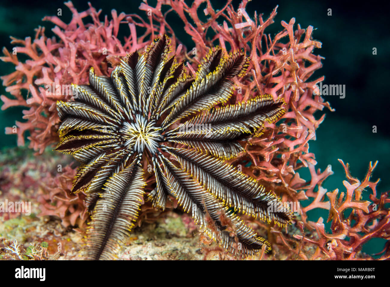 Crinoids hi-res stock photography and images - Alamy