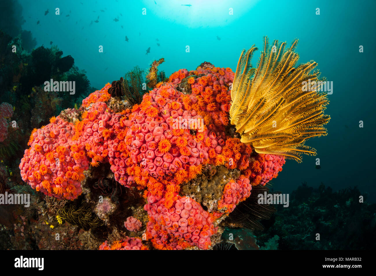 Faulkners Cupcoral (Tubastrea faulkneri) with crinoids Stock Photo - Alamy