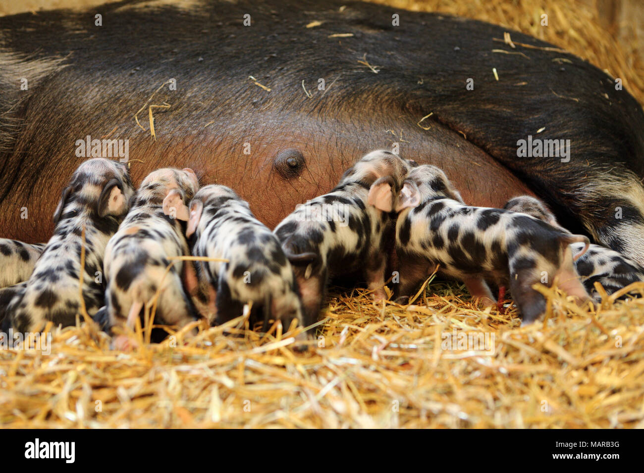 Domestic Pig, Turopolje x ?. Sow suckling newborn (one day old) piglets ...