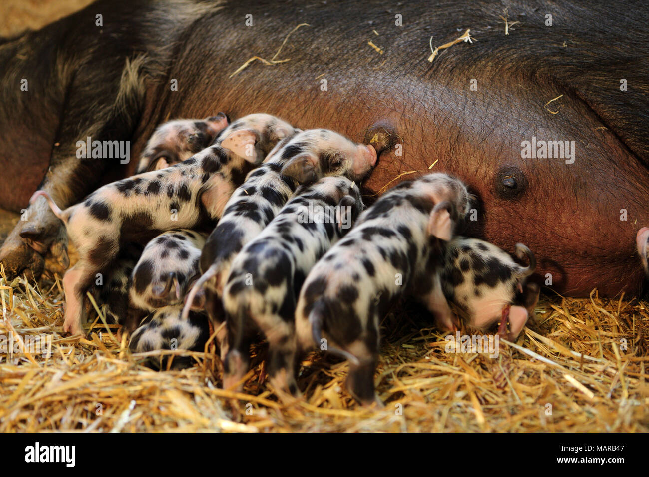 Domestic Pig, Turopolje x ?. Sow suckling newborn (one day old) piglets ...