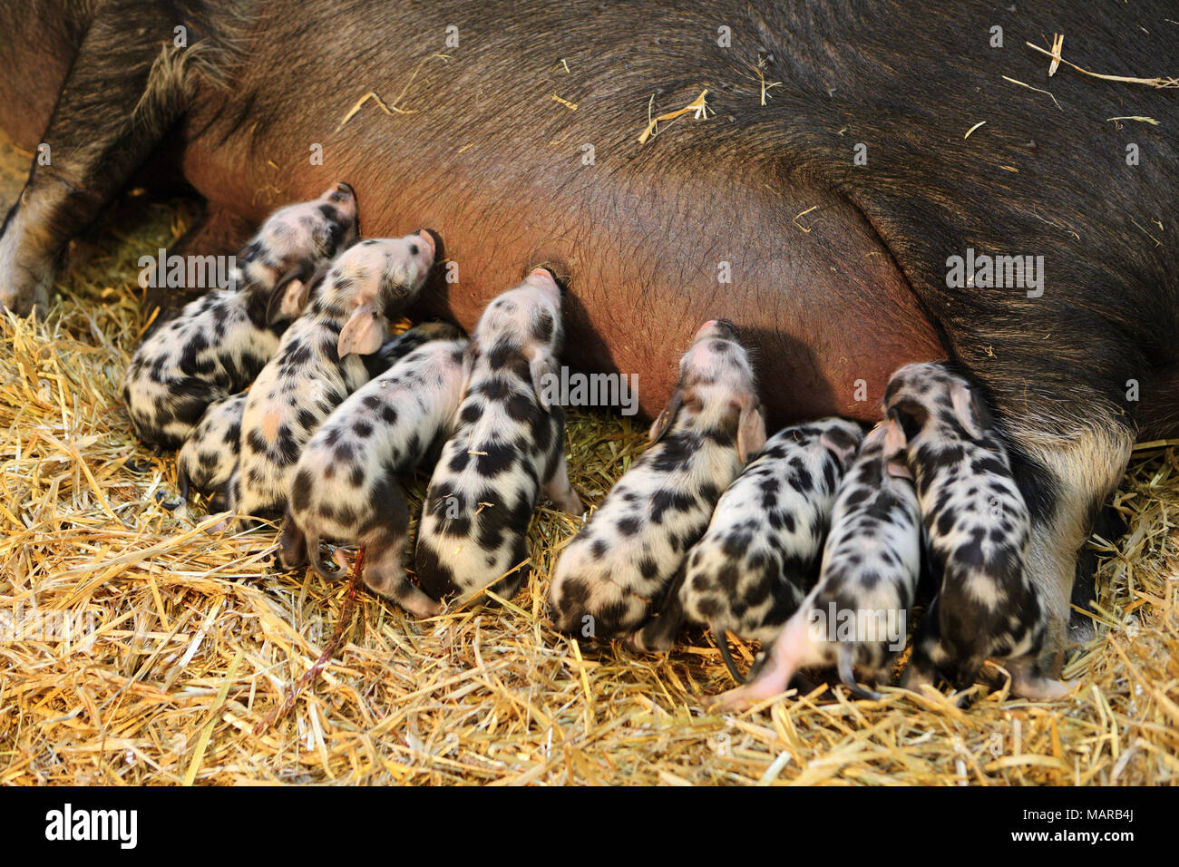 Domestic Pig, Turopolje x ?. Sow suckling newborn (one day old) piglets ...