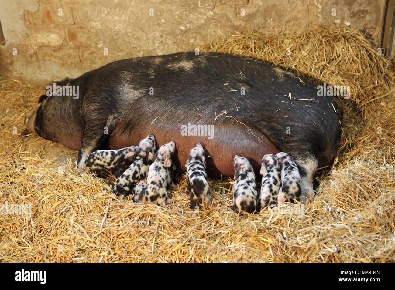 Domestic Pig, Turopolje x ?. Sow suckling newborn (one day old) piglets ...