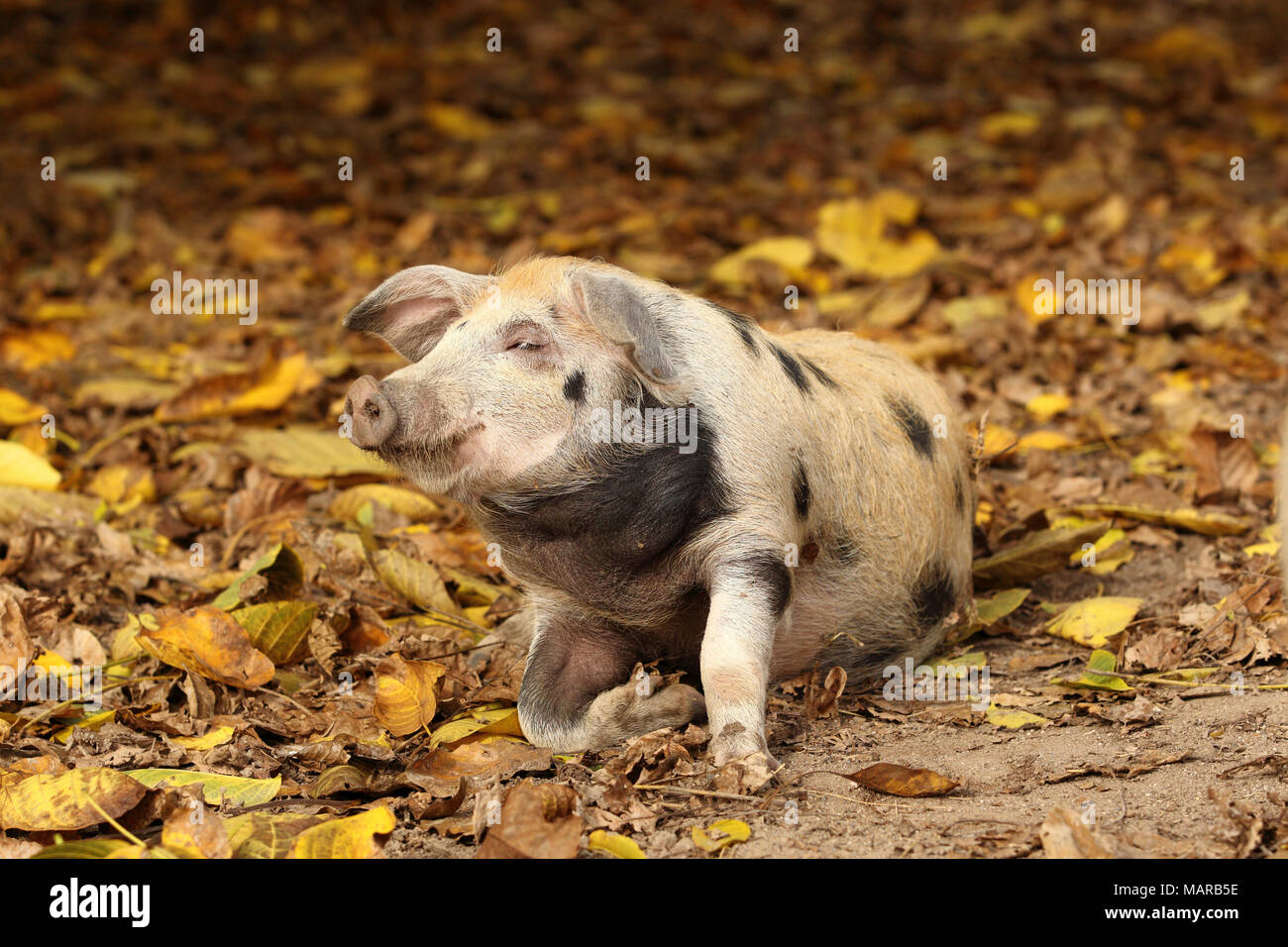 Domestic Pig, Turopolje x ?. Piglet (5 weeks old) sitting in leaf ...
