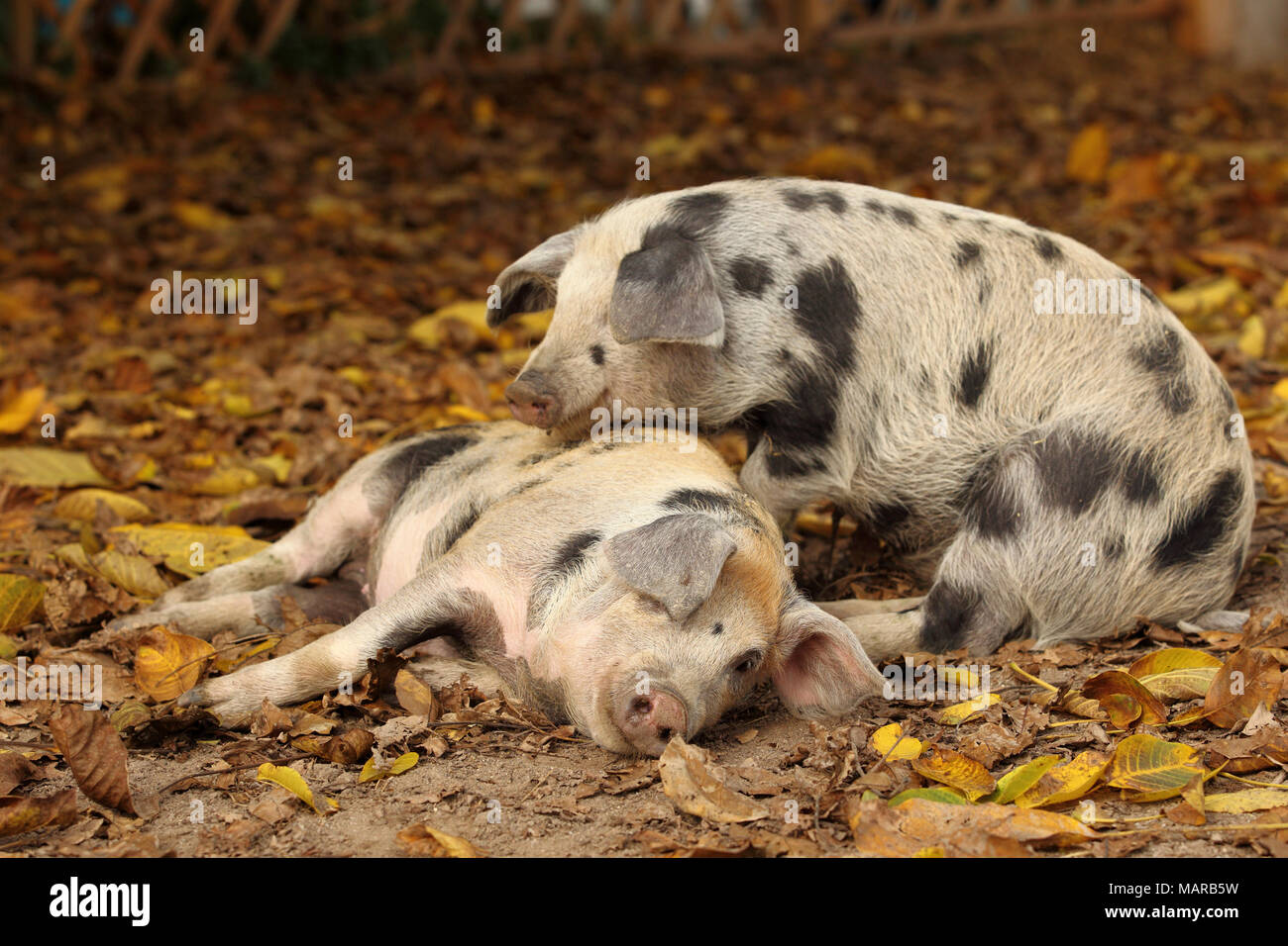 Domestic Pig, Turopolje x ?. Two piglets (5 weeks old) in leaf litter ...