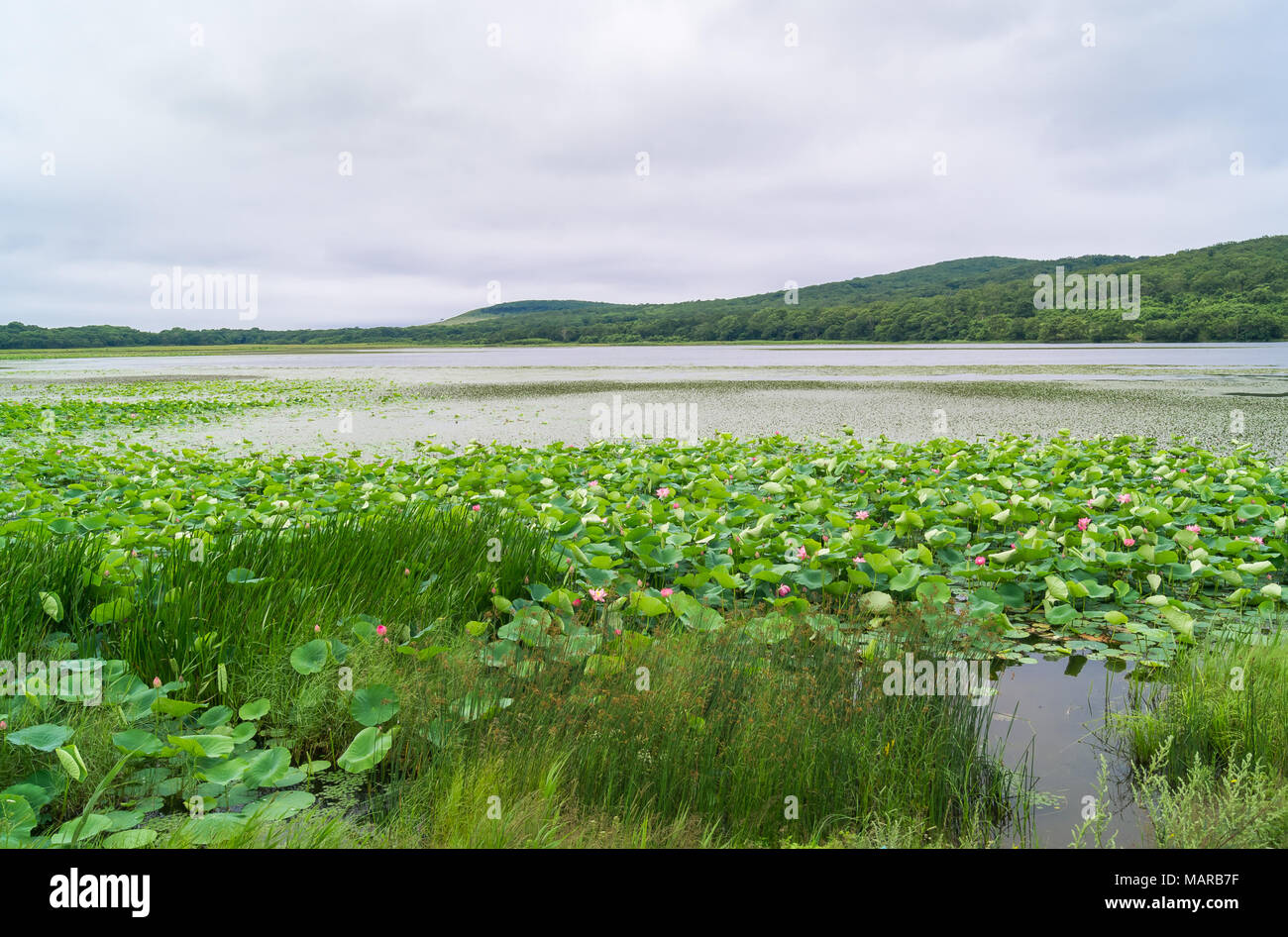 The sea of red lotuses hi-res stock photography and images - Alamy