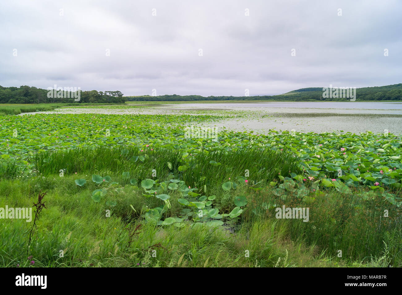 The sea of red lotuses hi-res stock photography and images - Alamy
