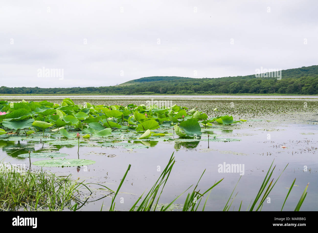 The sea of red lotuses hi-res stock photography and images - Alamy