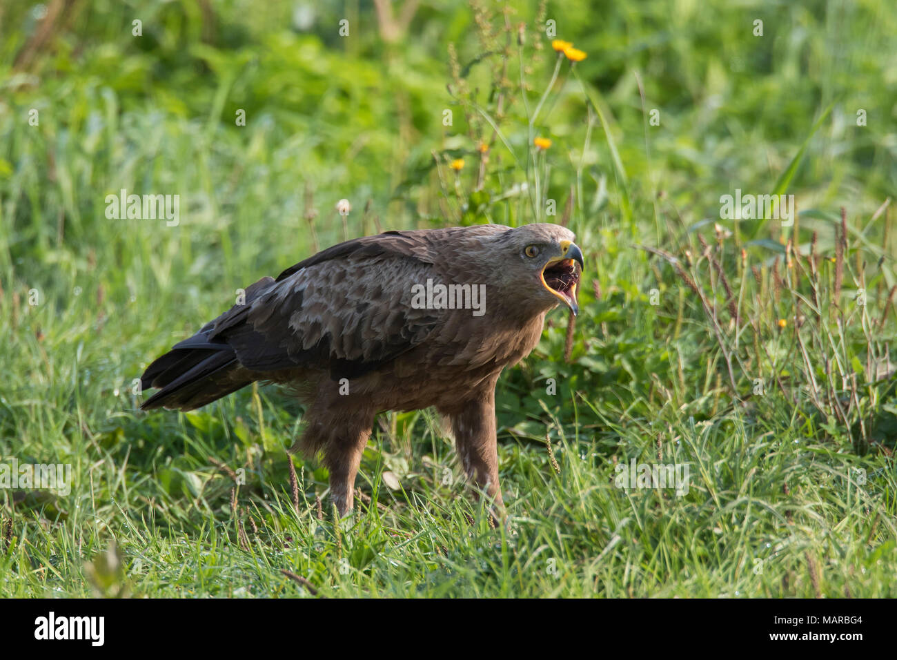 Lesser Spotted Eagle (Aquila pomarina). Adult with prey standing on the ...