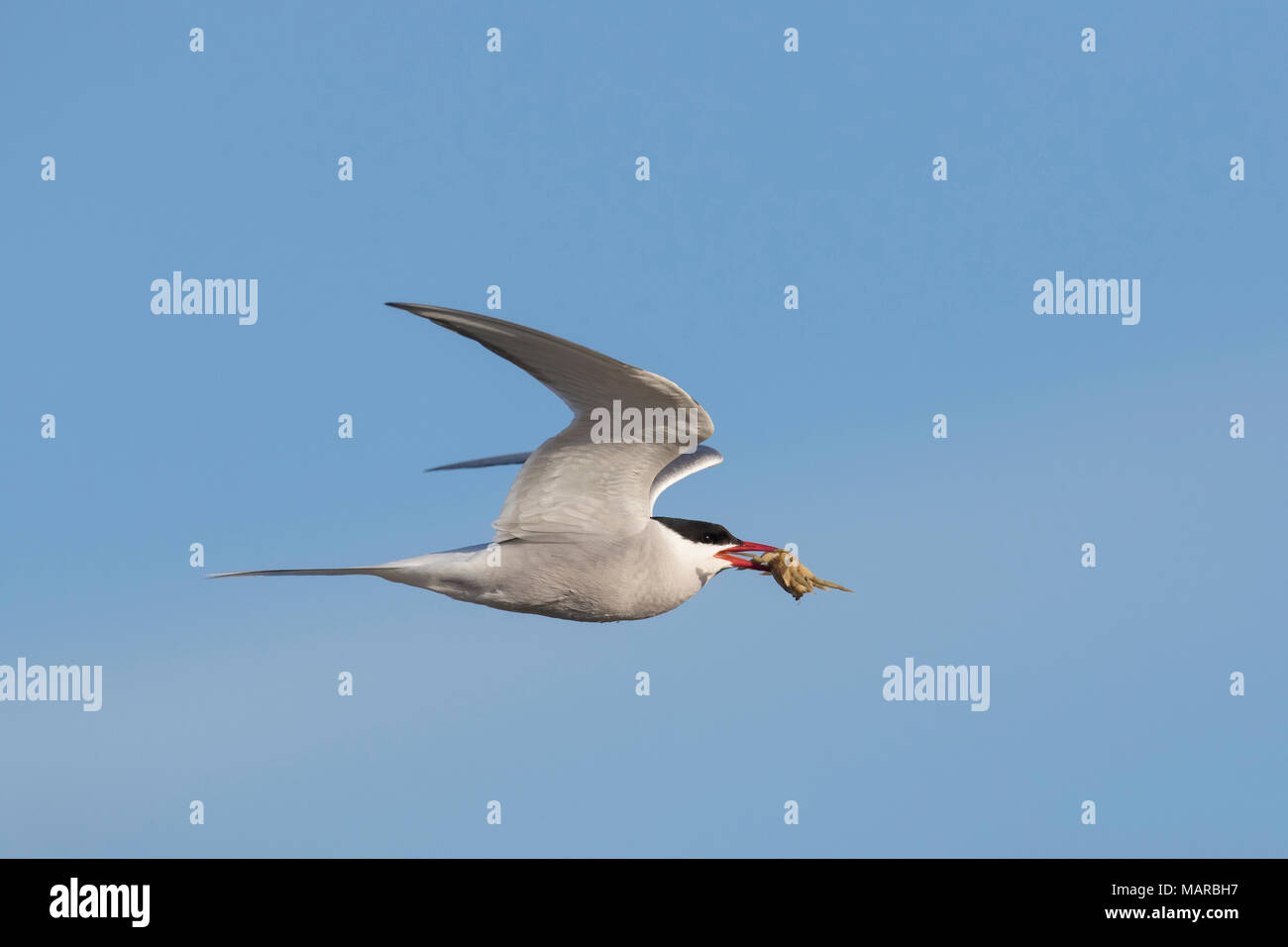 Arctic Tern (Sterna paradisaea). Adult in flight with crab prey in its ...