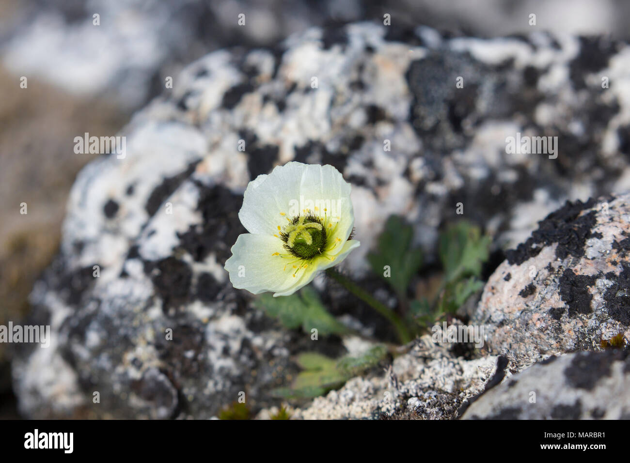 Svalbard Poppy (Papaver dahlianum), flowering. Svalbard, Norway Stock ...
