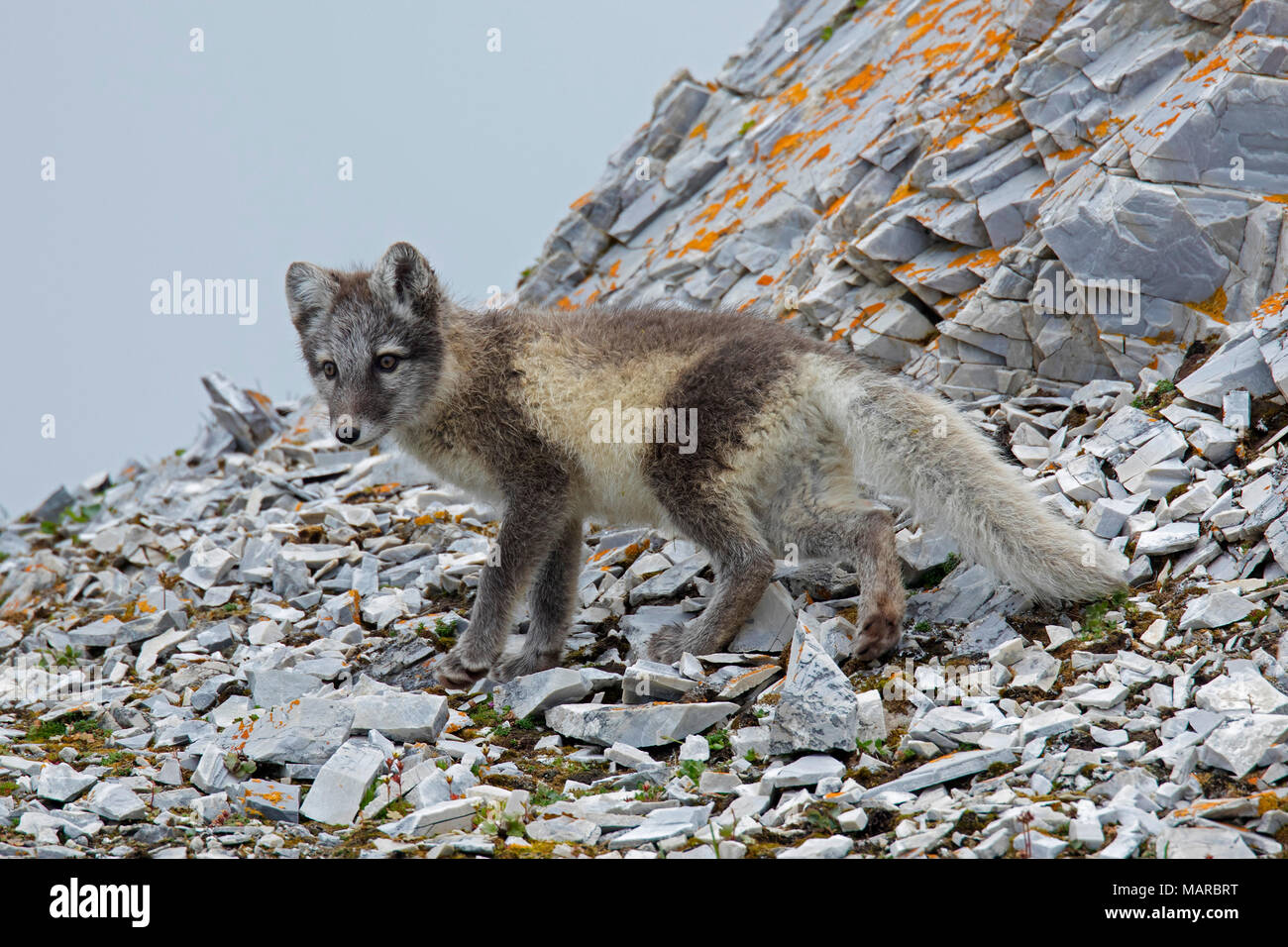 Norway arctic fox hi-res stock photography and images - Alamy