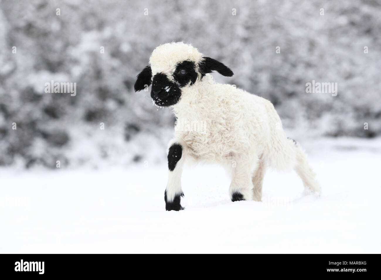 Valais Blacknose Sheep. Lamb (2 weeks old) running in snow. Germany ...