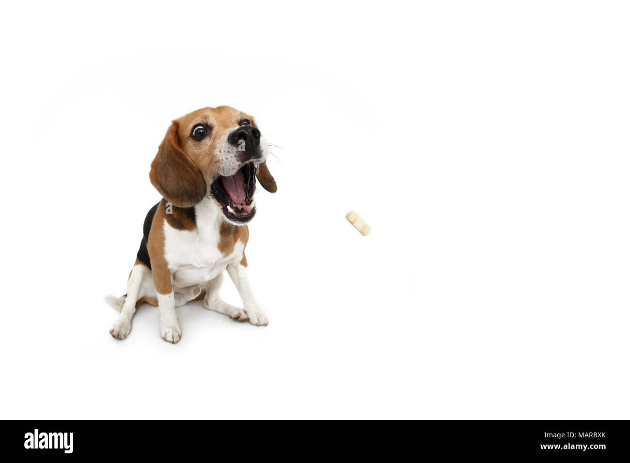 Sitting beagle hi-res stock photography and images - Alamy