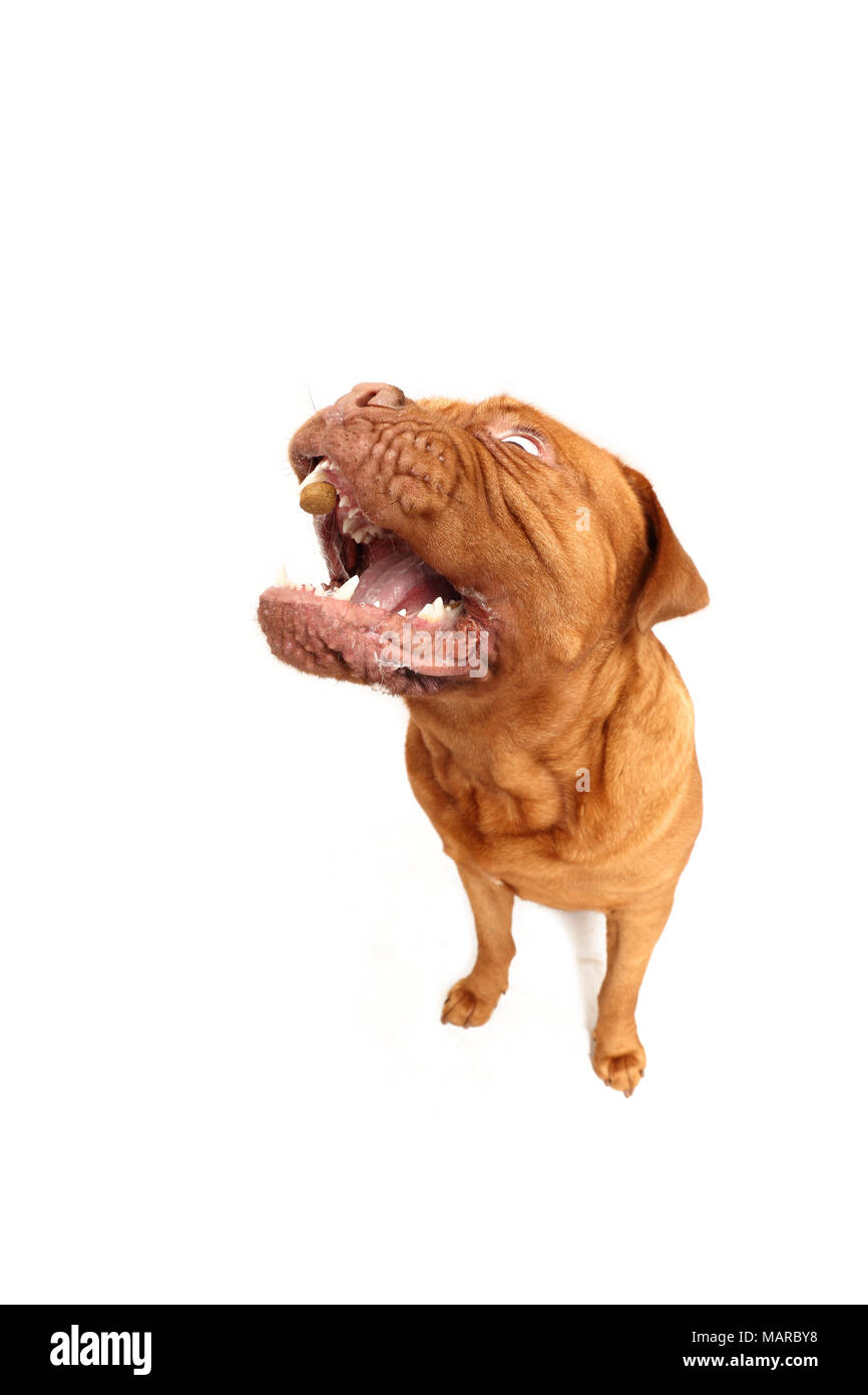Dogue de Bordeaux, Bordeaux Mastiff. Adult male sitting, fetching a ...