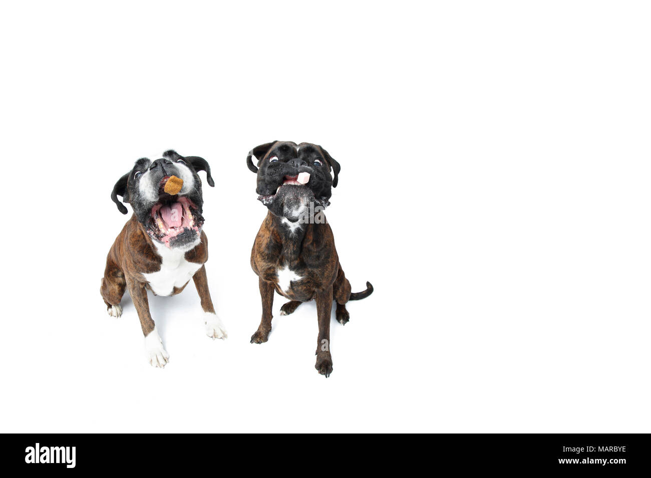 Boxer. Adult bitches sitting, fetching treats. Studio picture against a ...