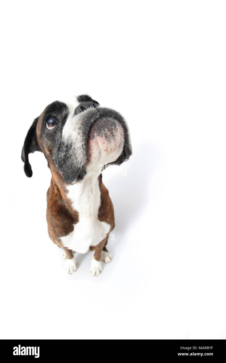 Boxer. Adult bitch sitting, looking up. Studio picture against a white ...