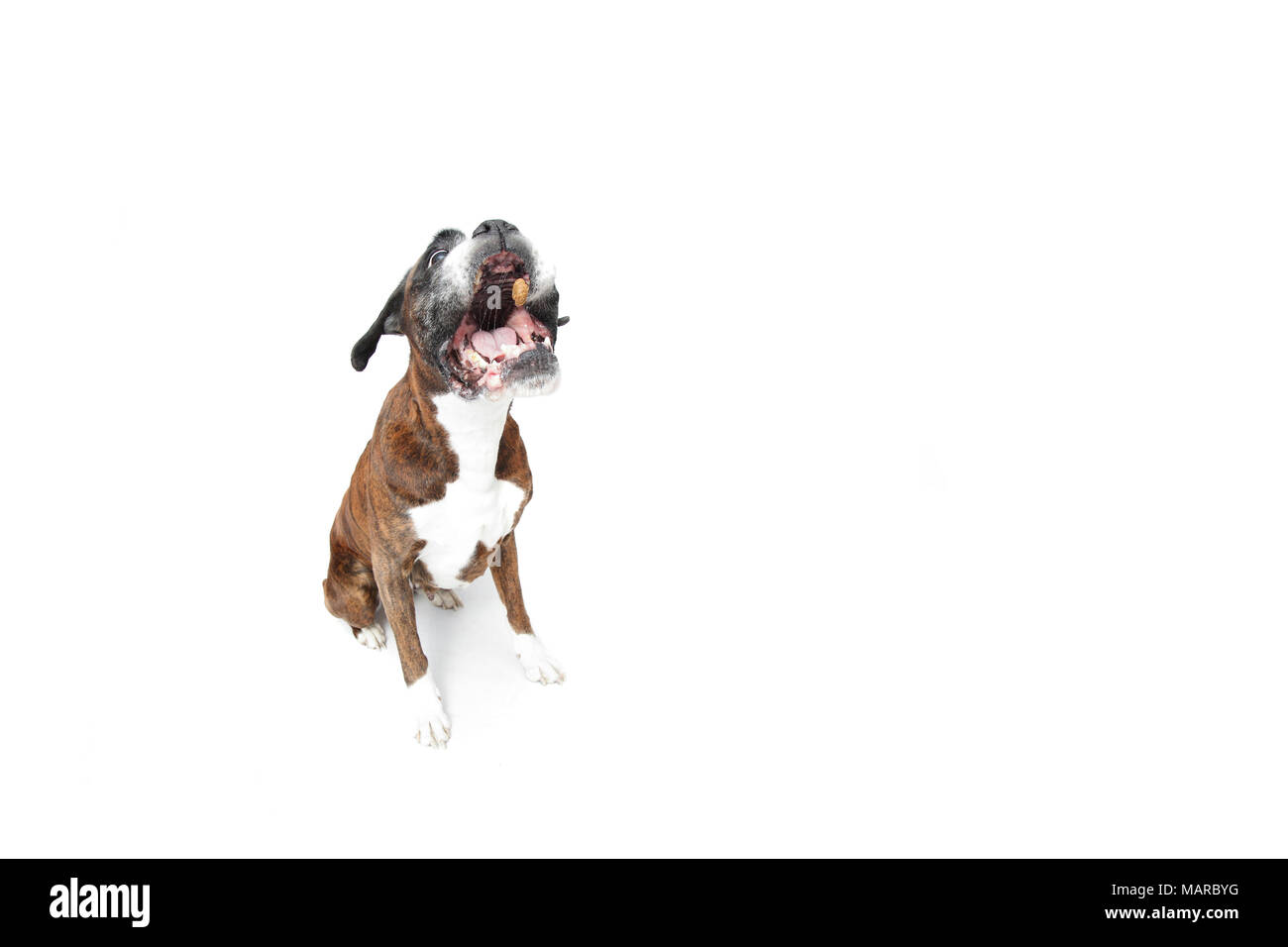 Boxer. Adult bitch sitting, fetching a treat. Studio picture against a ...