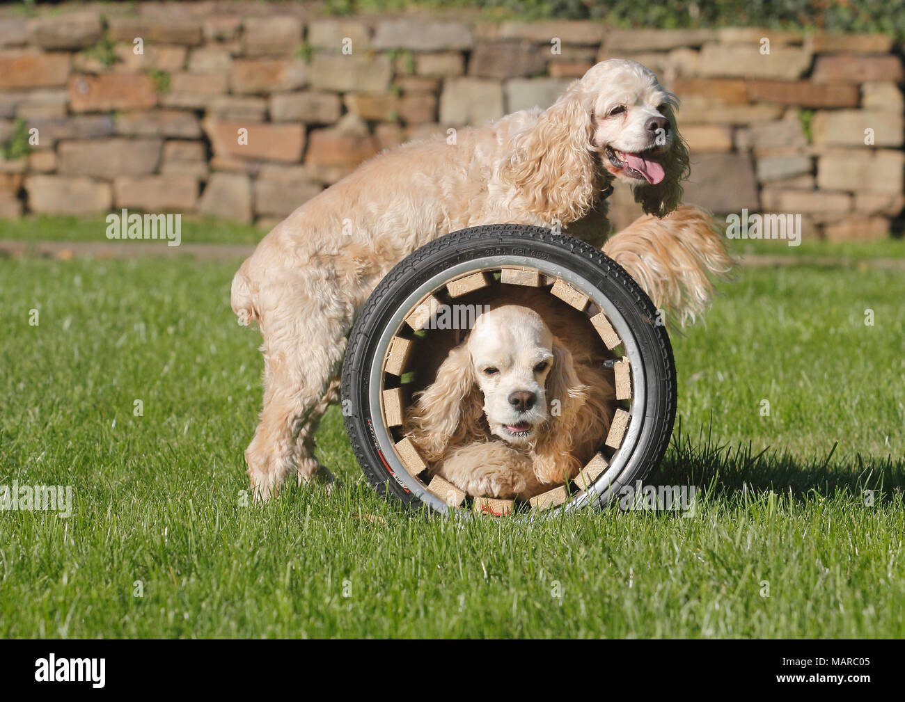 American Cocker Spaniel. Two adults on agility parcour. Germany Stock ...