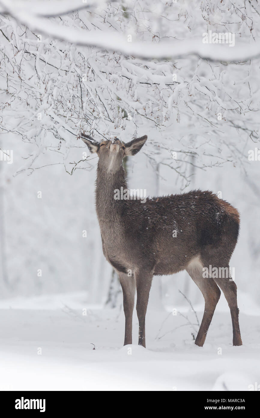 Red Deer (Cervus elaphus). Doe standing in snowy forest, eating tree ...