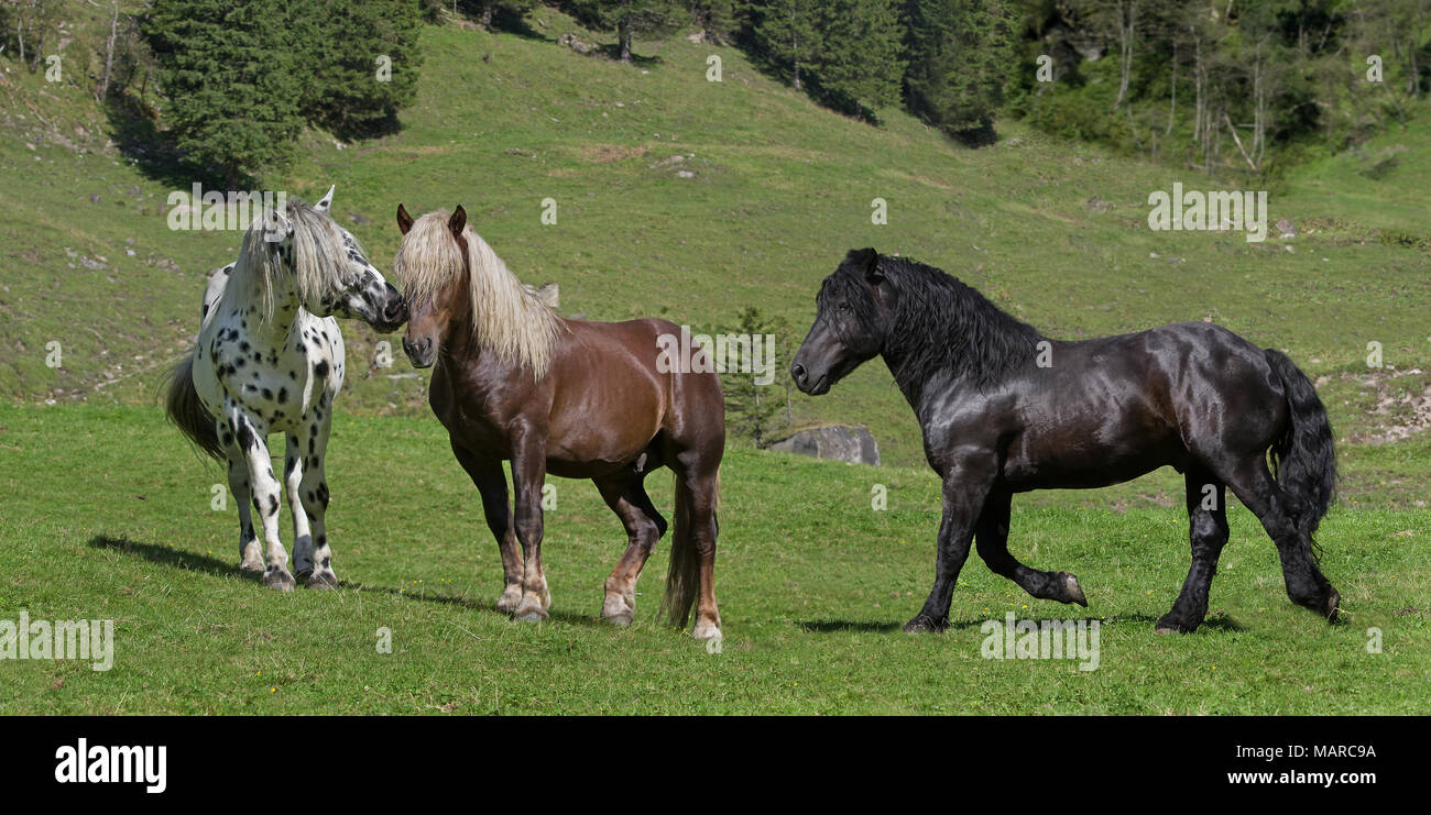 Noriker. Three stallions (leopard-spotted, black and chestnut) on an ...