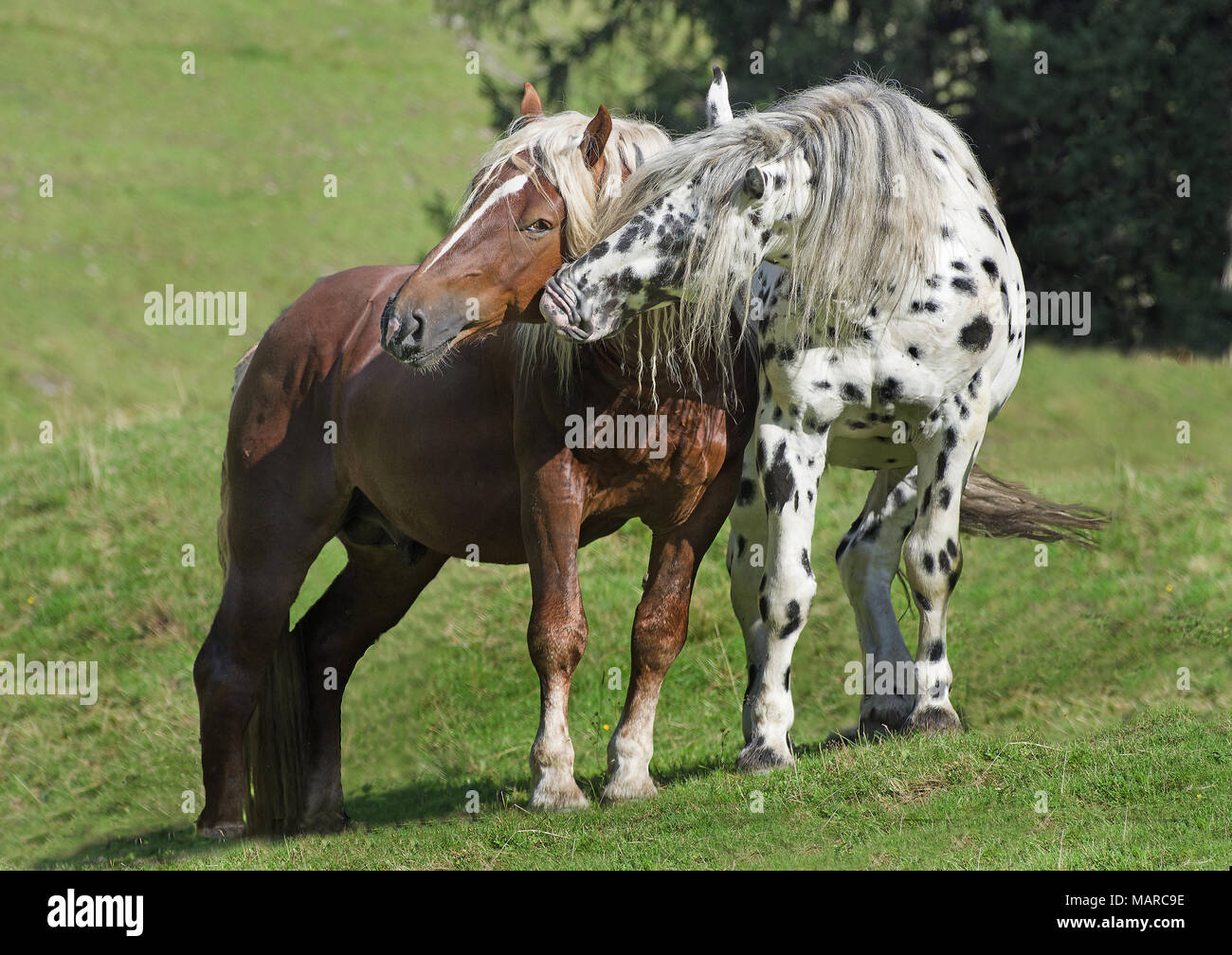 Austria the leopard spotted tries to bite the chestnut one hi-res stock ...