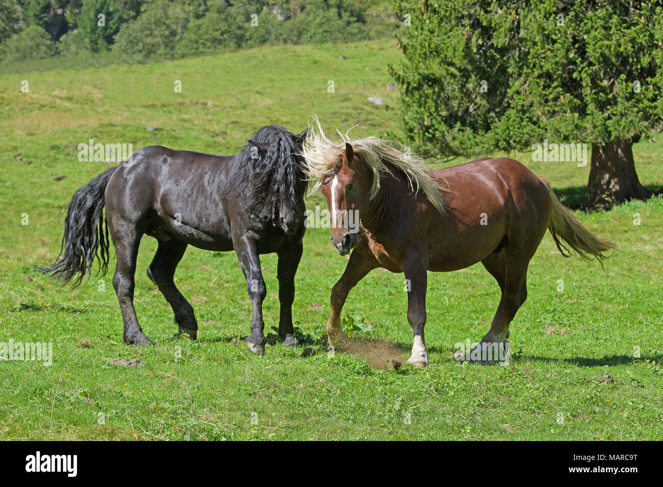 Two fighting stallions hi-res stock photography and images - Alamy
