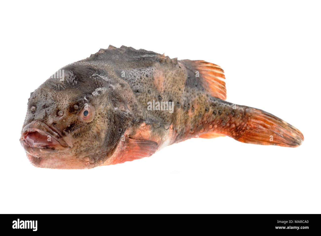 Male Lumpfish (Cyclopterus lumpus) on a white background Stock Photo ...