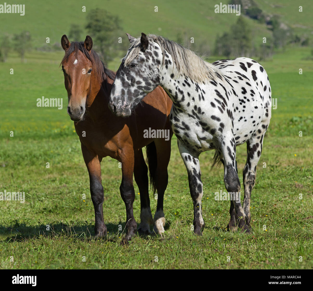 Adult With Two Juveniles High Resolution Stock Photography and Images ...