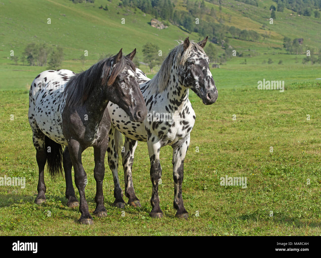 Juvenile leopard hi-res stock photography and images - Alamy