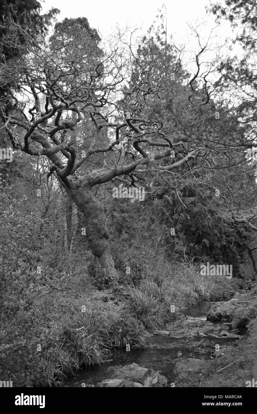 Tree dying Black and White Stock Photos & Images - Alamy