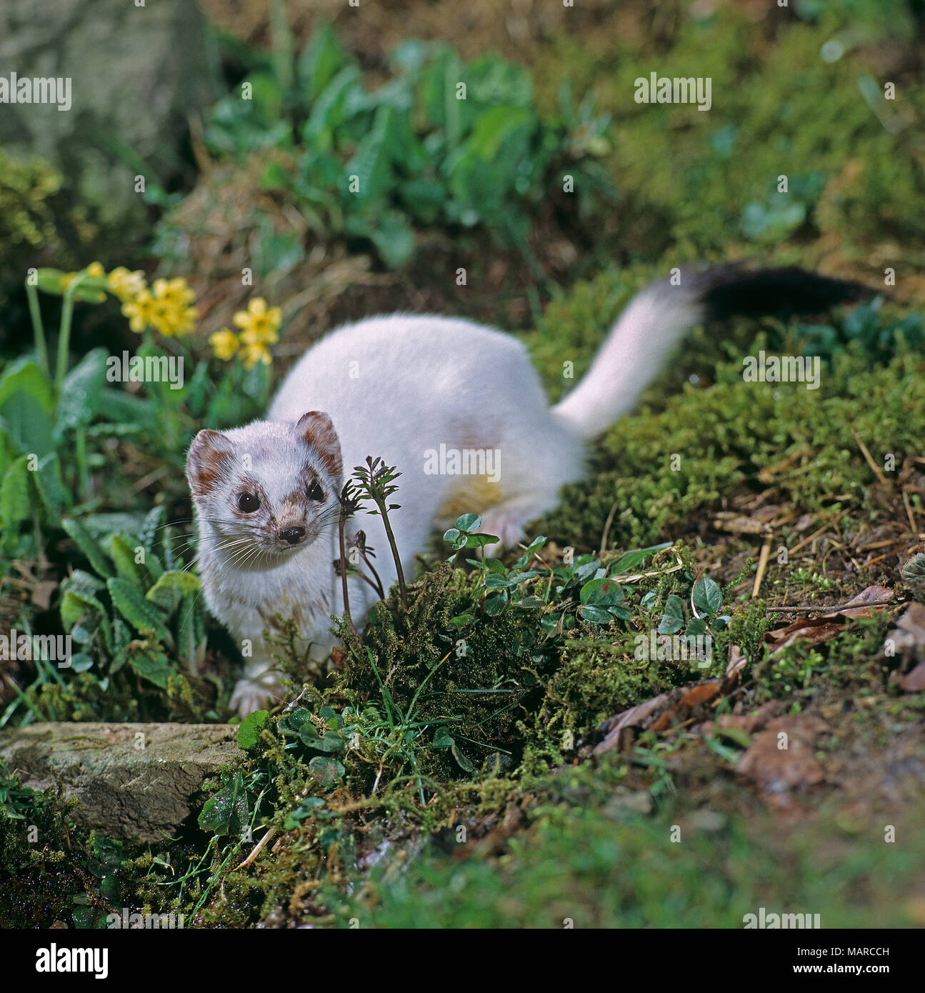 Ermine Fur High Resolution Stock Photography and Images - Alamy