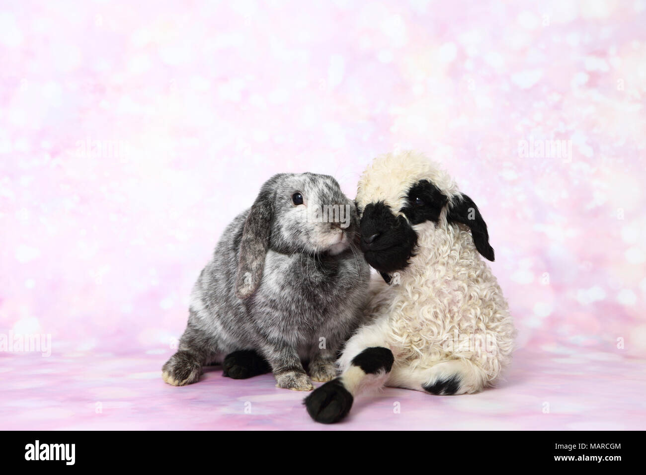 Valais Blacknose Sheep. Lamb (5 days old) and Dwarf Lop-eared Rabbit ...