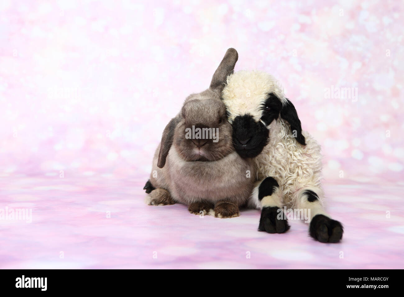 Valais Blacknose Sheep. Lamb (5 days old) and Dwarf Lop-eared Rabbit ...