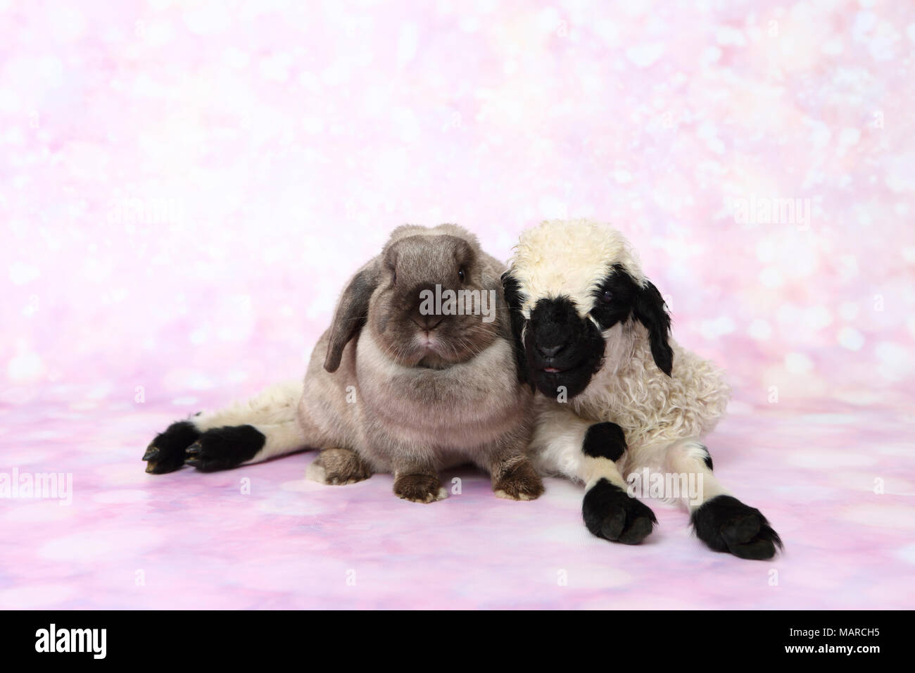Dwarf sheep hi-res stock photography and images - Alamy