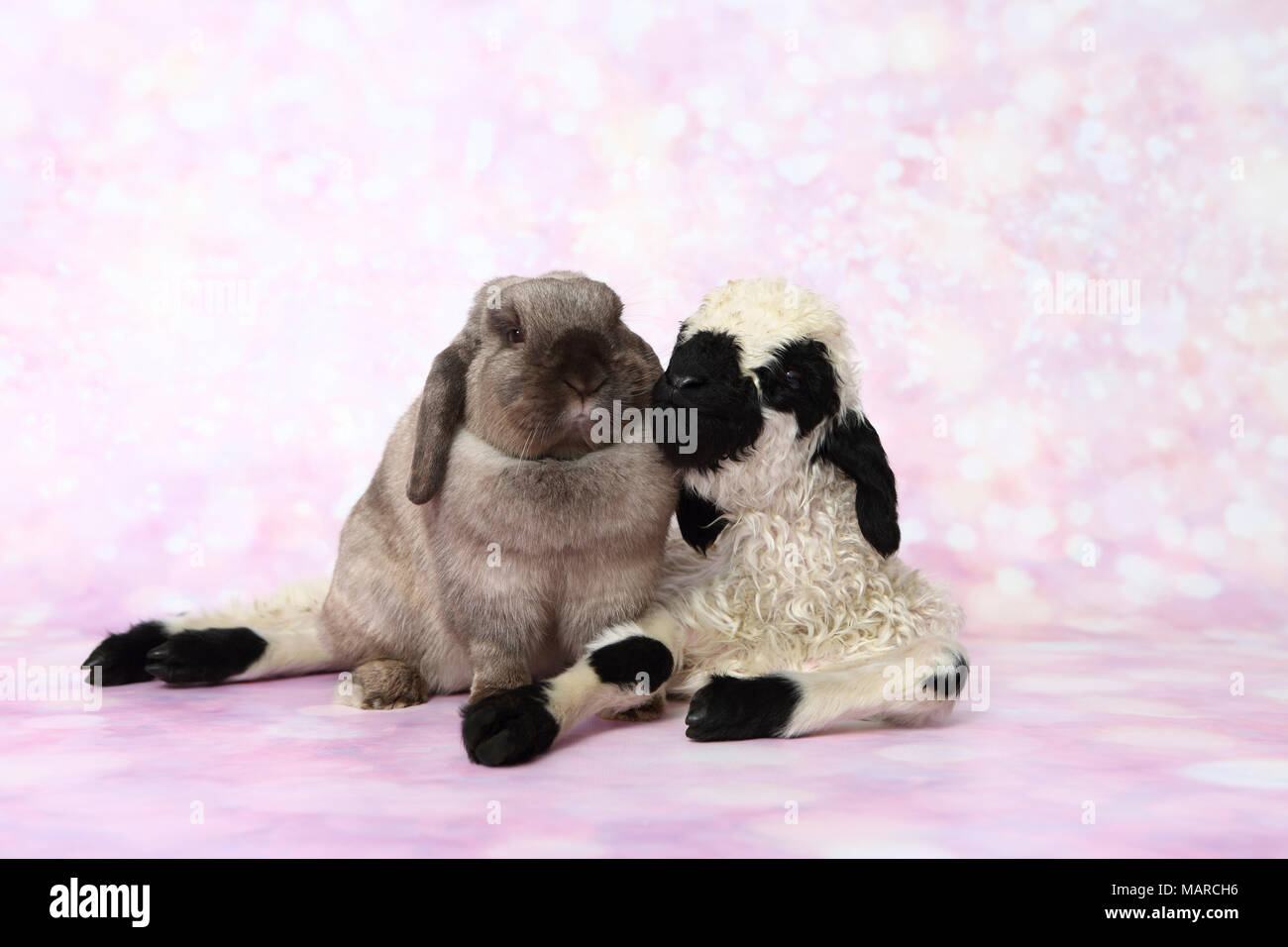 Dwarf sheep hi-res stock photography and images - Alamy