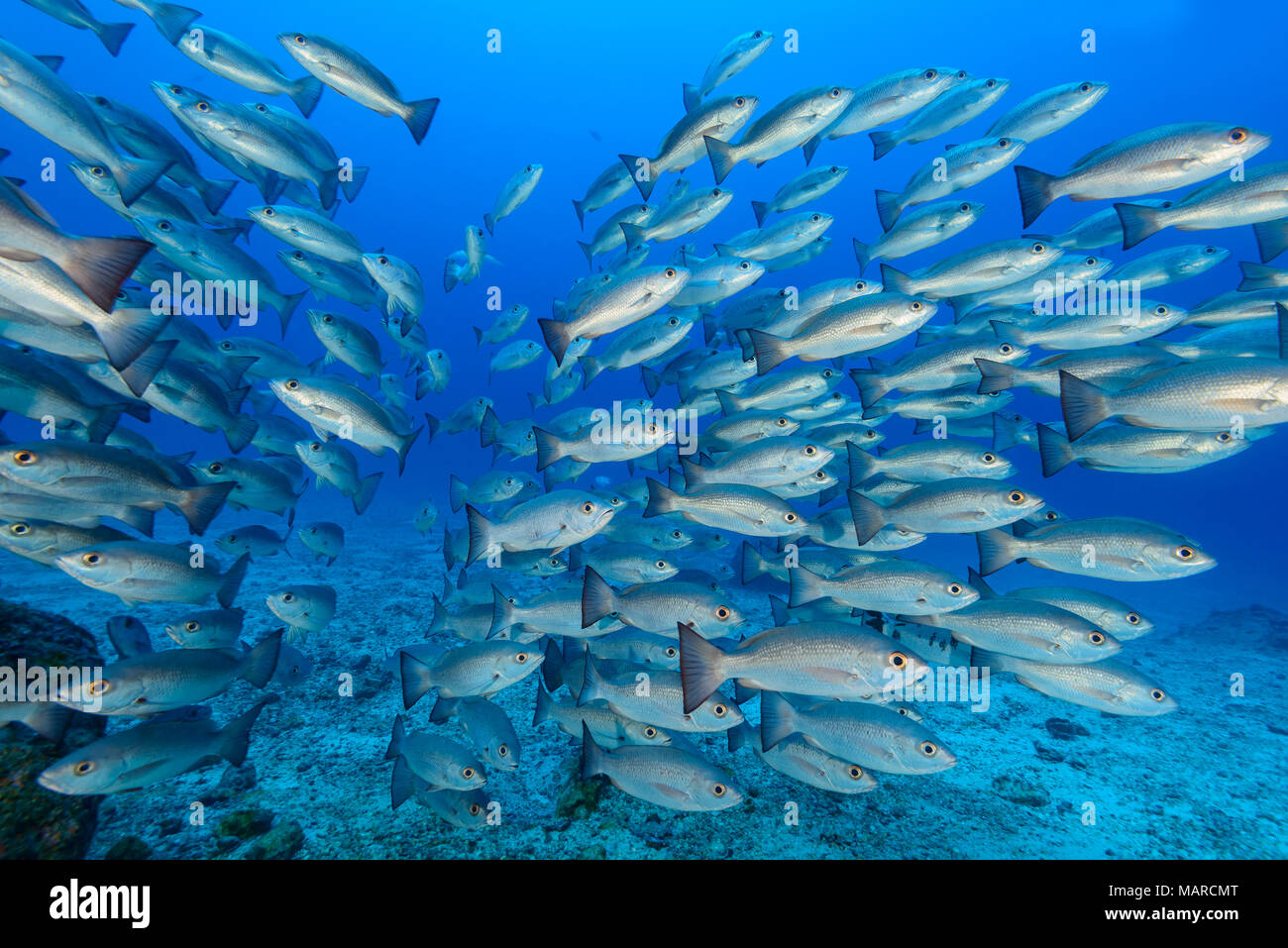 Mullet Snapper (Lutjanus aratus), school. Cocos Island, Costa Rica ...