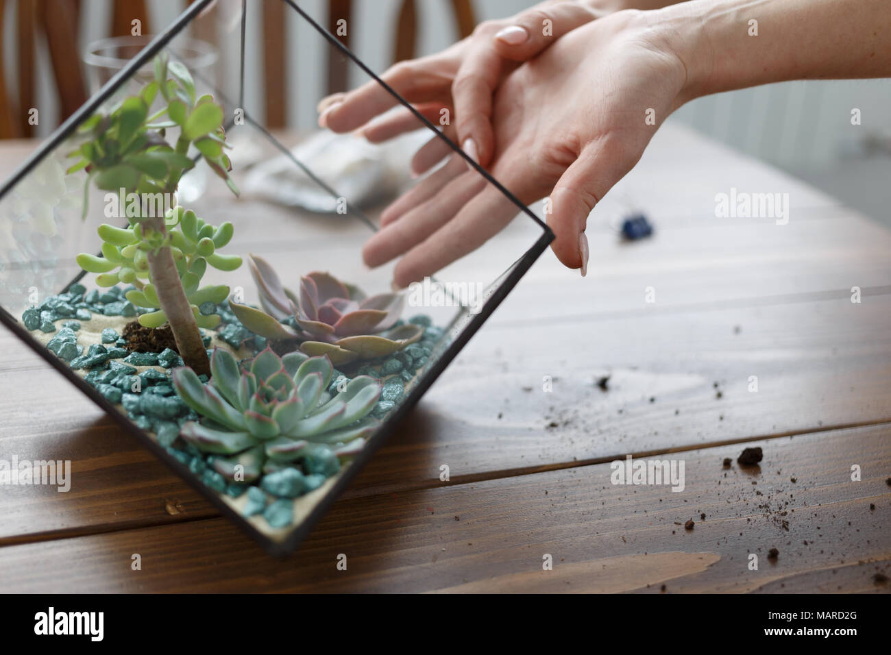 Photo of florist showing master class for making florarium with stones ...