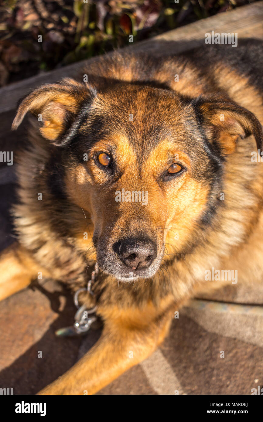 golden color dog close up Stock Photo - Alamy