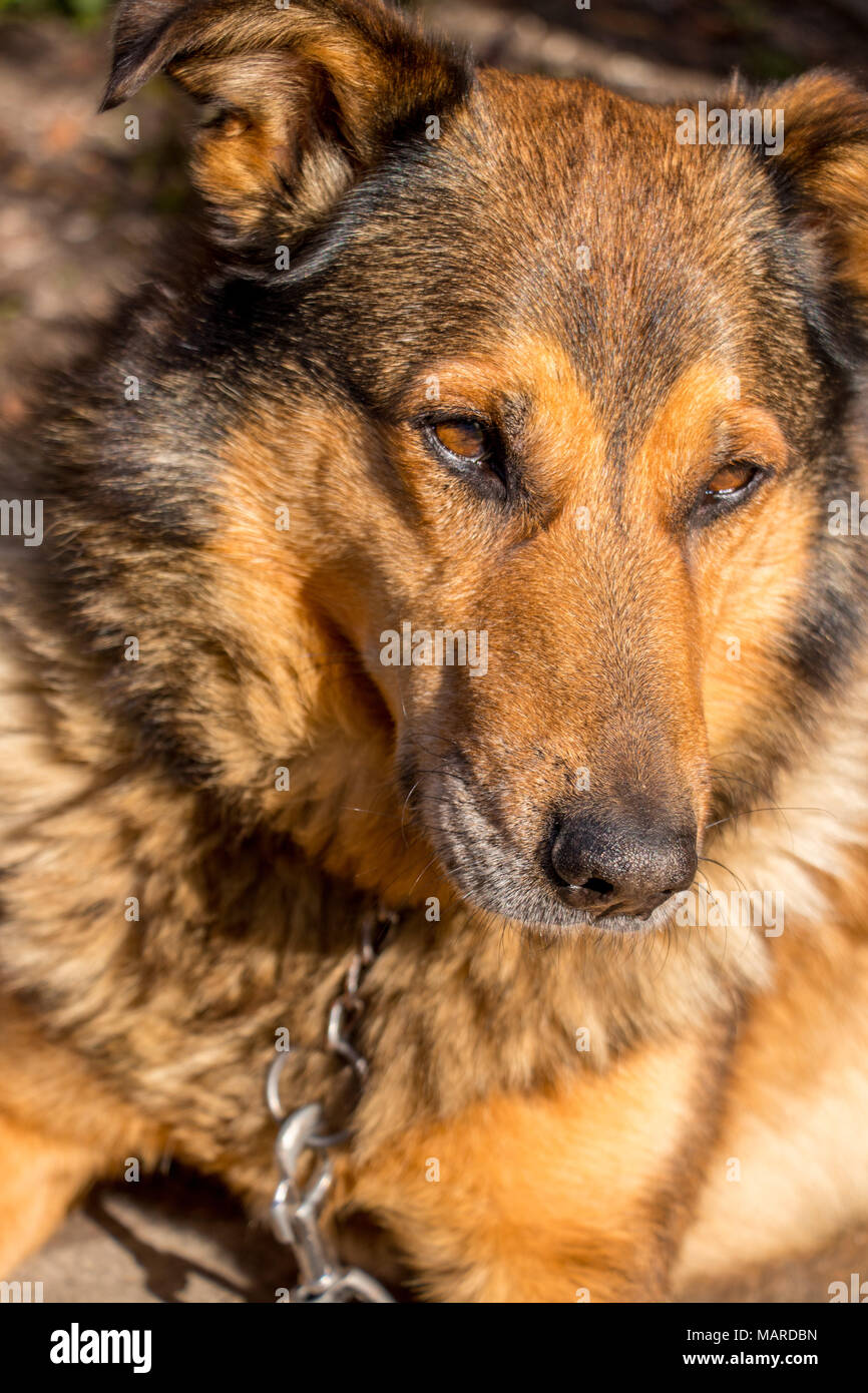 shy golden color dog Stock Photo - Alamy