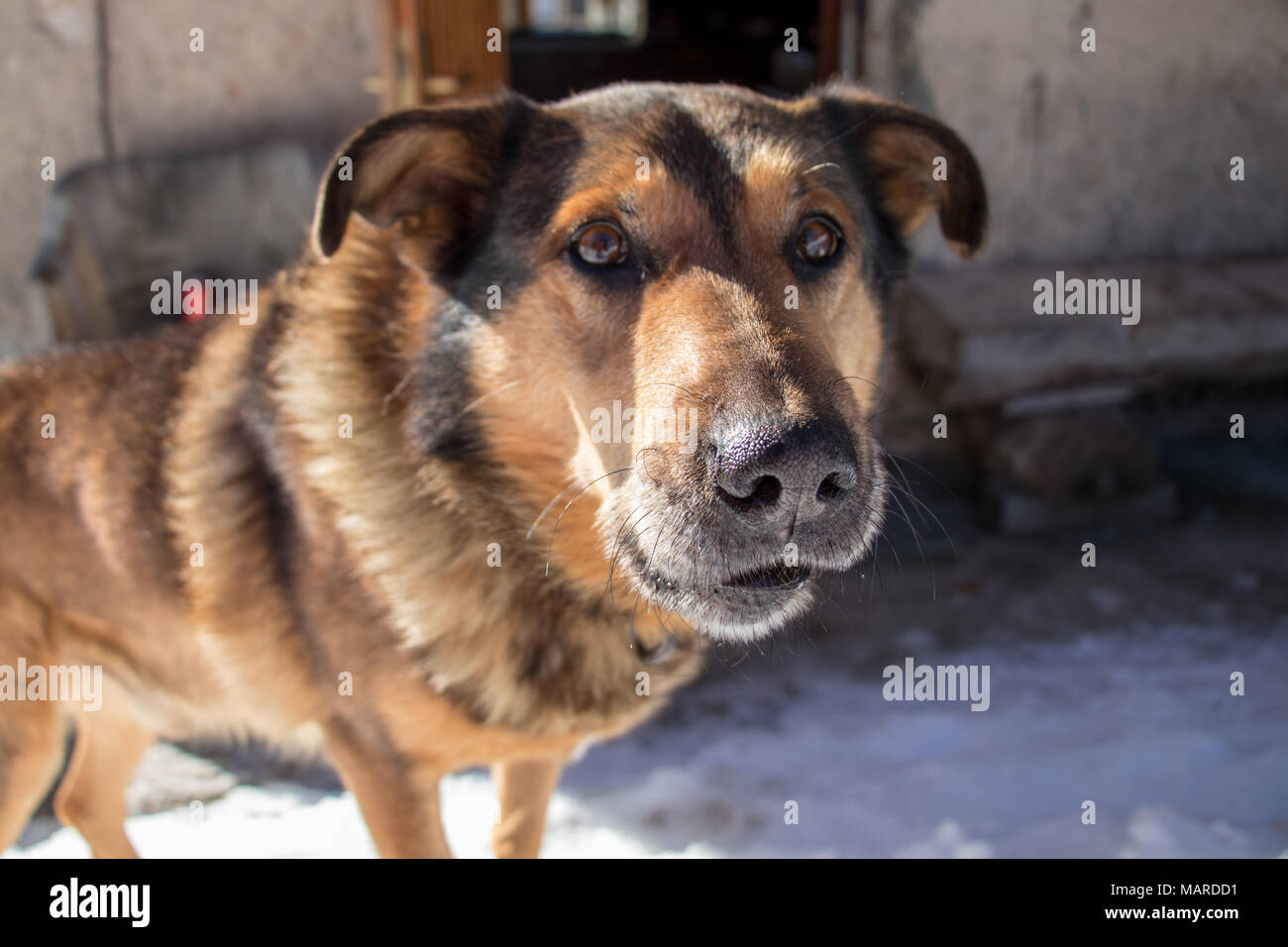 dog looking in the camera Stock Photo - Alamy