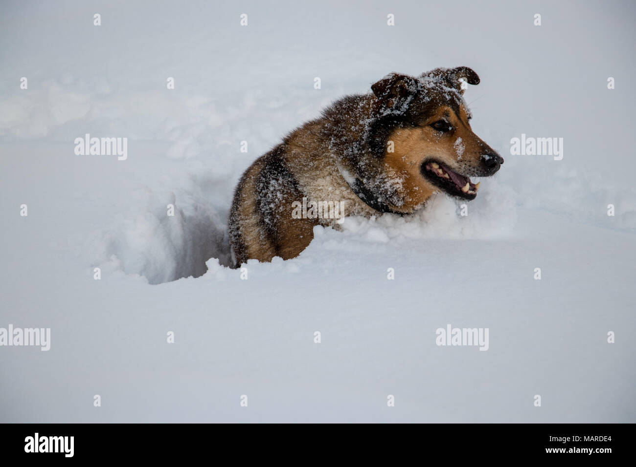 Dog turning around hi-res stock photography and images - Alamy