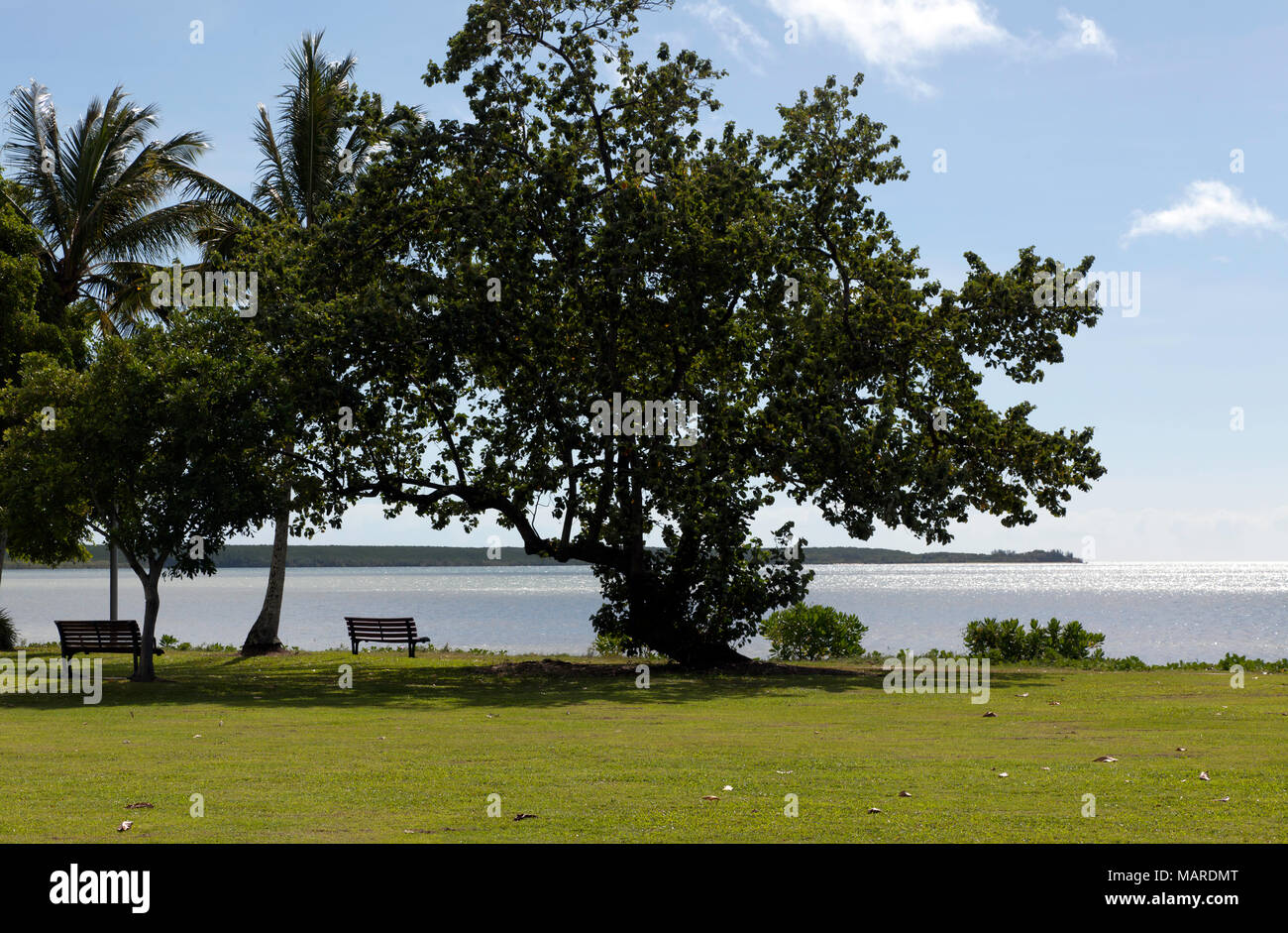 Australia cairns esplanade palm trees hi-res stock photography and ...