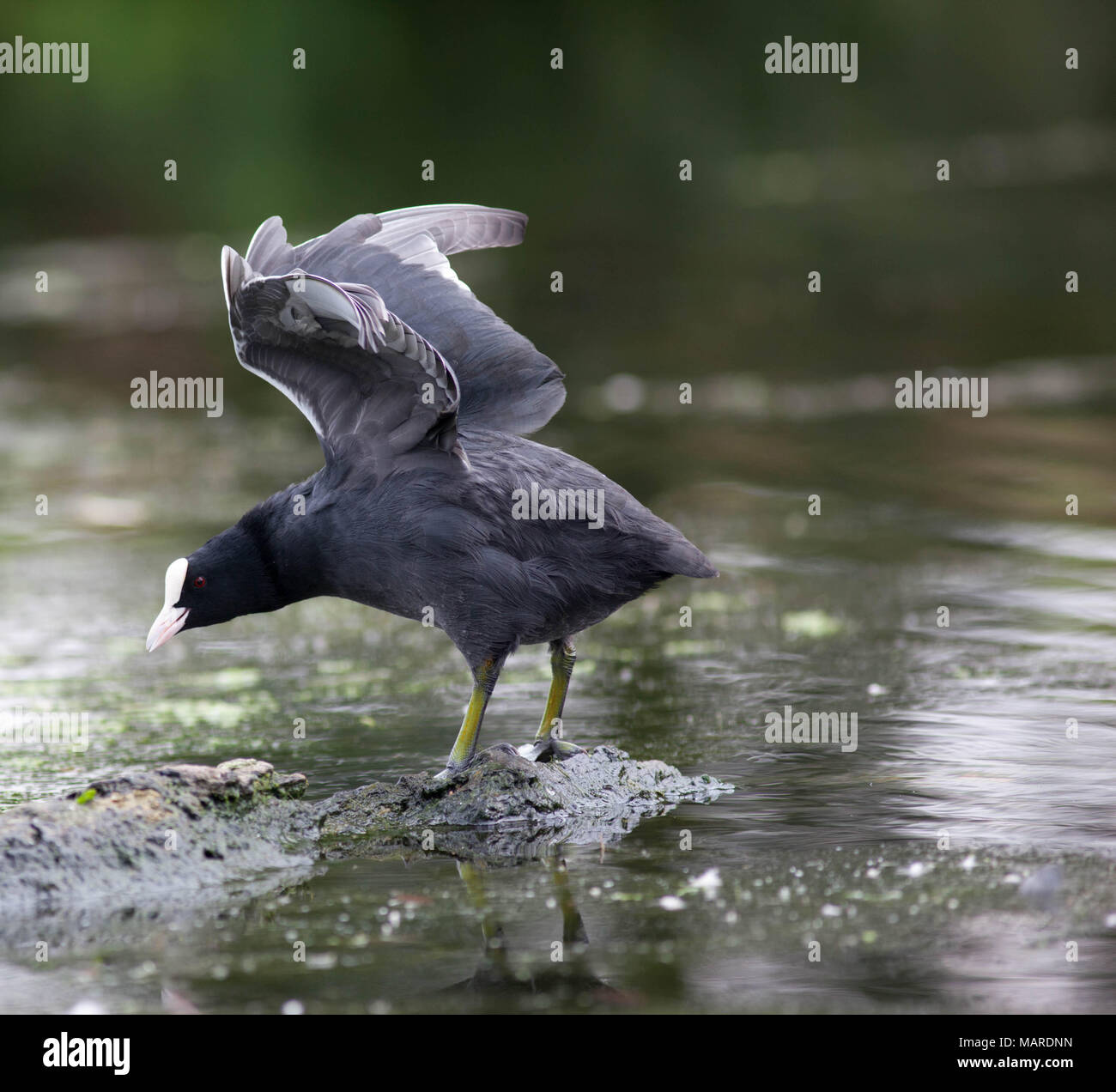 coot preening feathers Stock Photo - Alamy