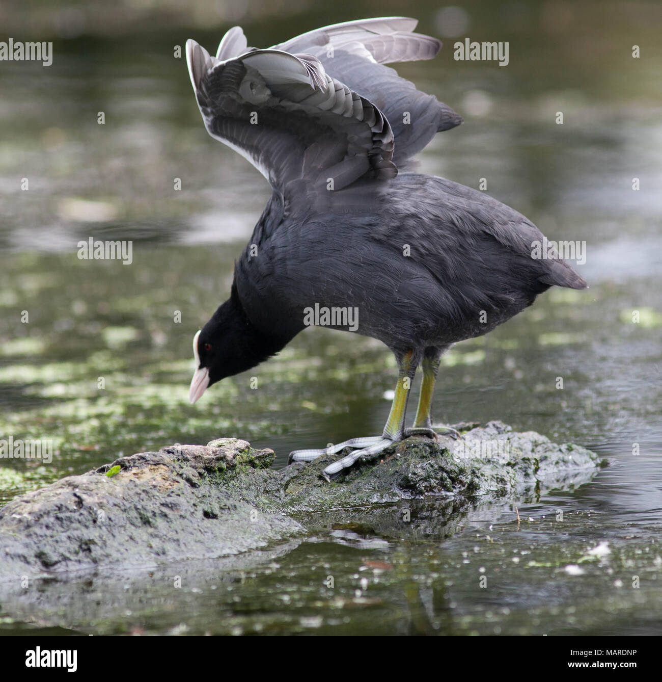 Nottingham birds holme pierpont birds hi-res stock photography and ...