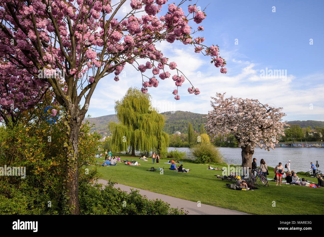 Neckar park hi-res stock photography and images - Alamy