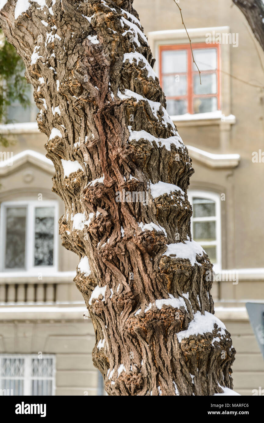Textured three trunk covered with snow following the shape Stock Photo ...