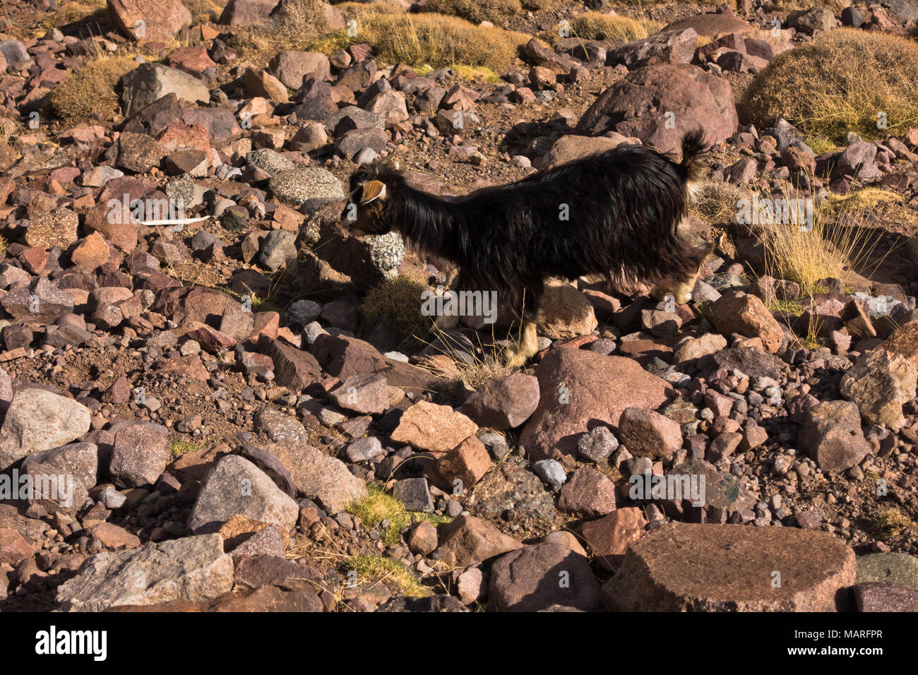 Goat in Toubkal National Park at High Atlas mountains, Morocco Stock ...