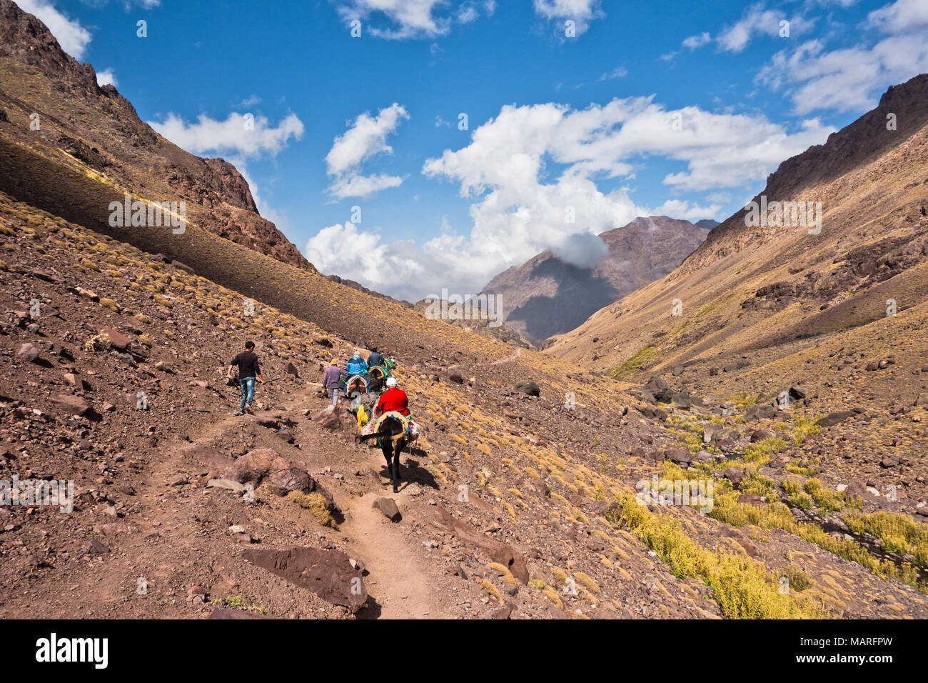 Mule riding on a track in Toubkal National Park at High Atlas mountains ...